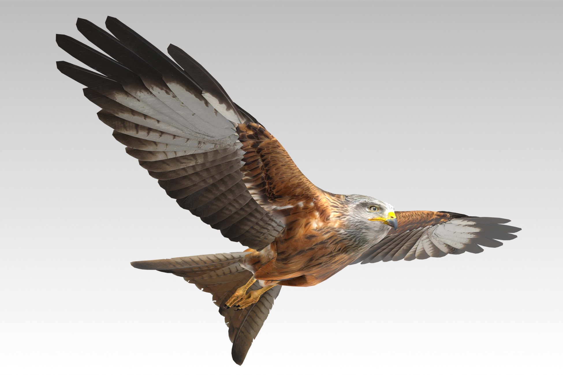 Red Kite | Characters | Unity Asset Store
