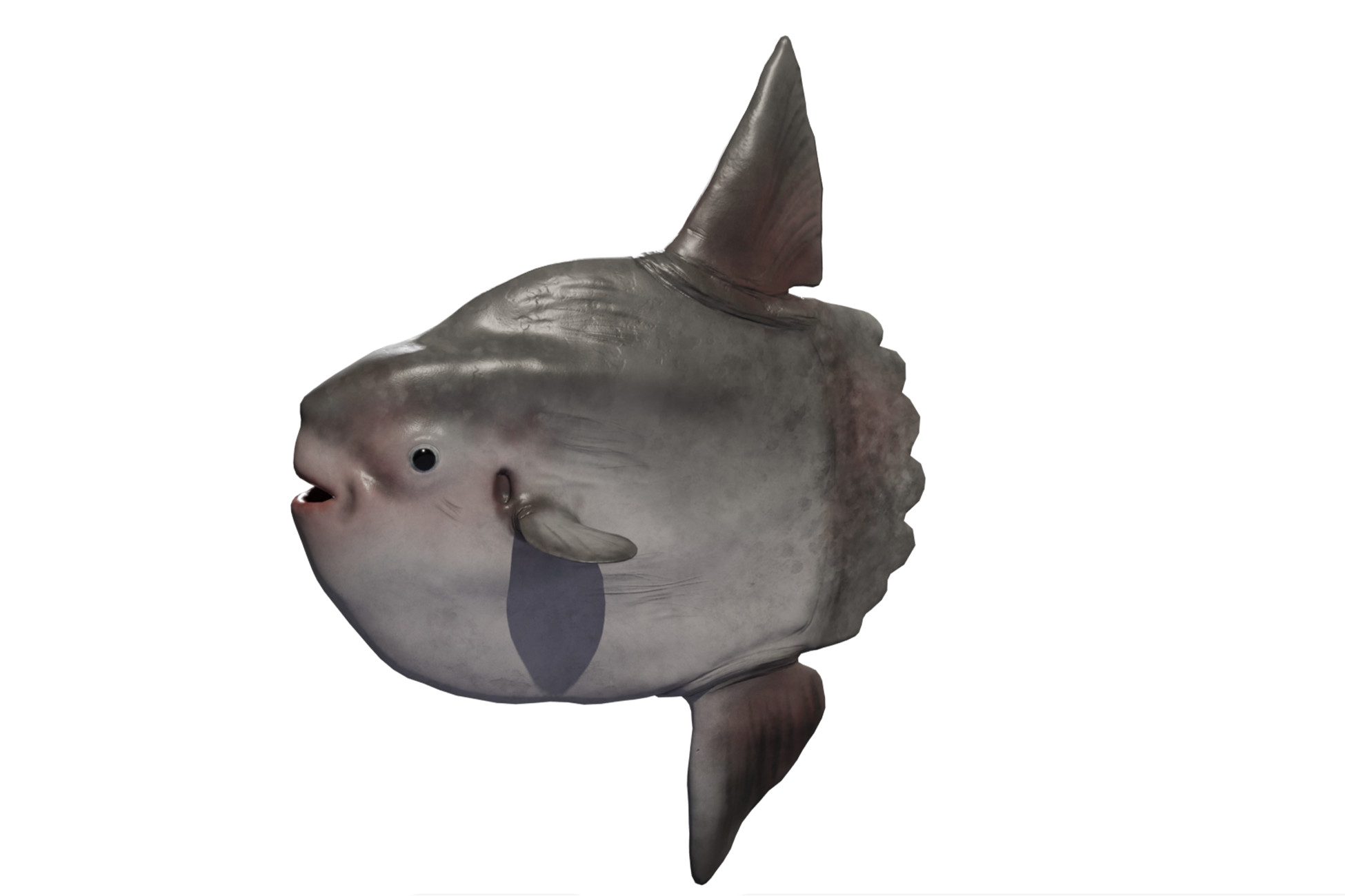 Sunfish (Mola Mola) | Characters | Unity Asset Store