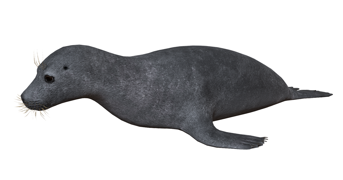 Arctic Seal | 角色 | Unity Asset Store