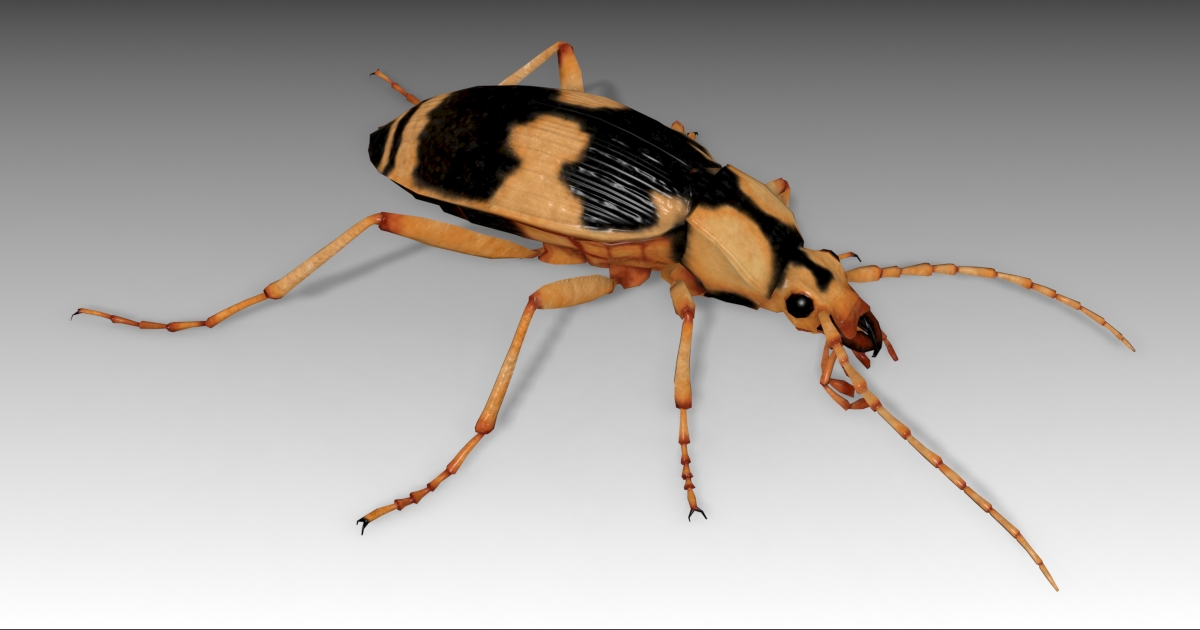 Bombardier Beetle | Characters | Unity Asset Store