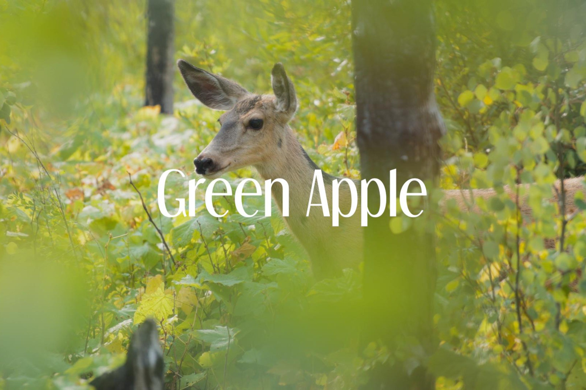 Green Apple / Soundtrak | オーディオ 音楽 | Unity Asset Store