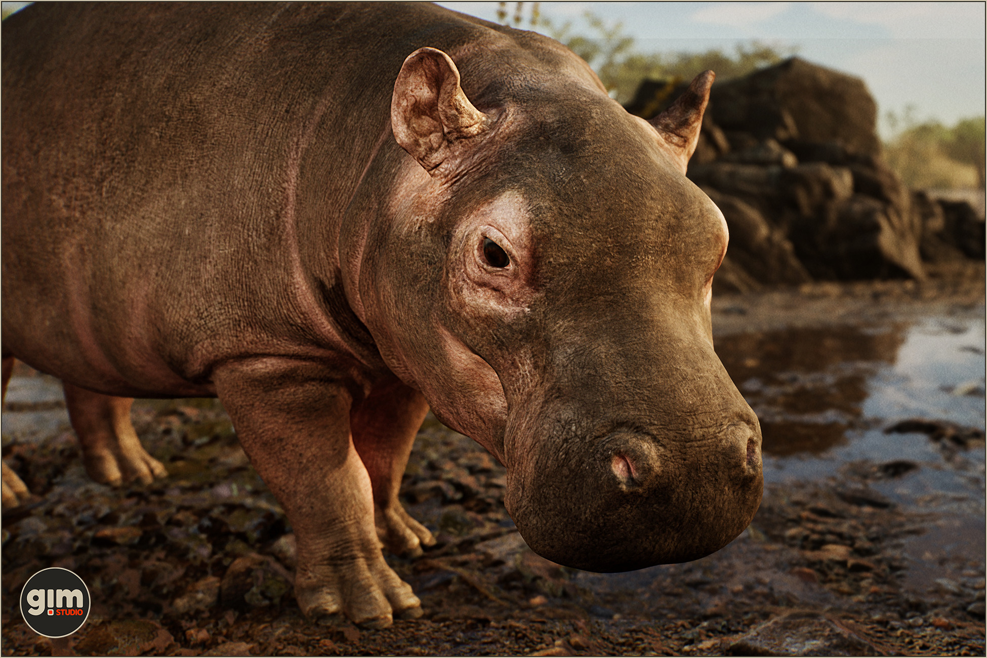 Animalia - Hippopotamus (young) | 3D Animals | Unity Asset Store
