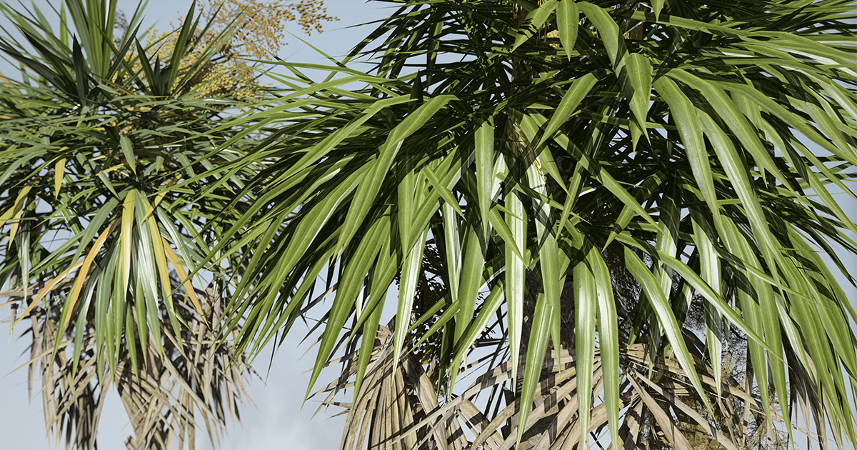 Tropical Jungle Pack (v8) | 3D SpeedTree | Unity Asset Store