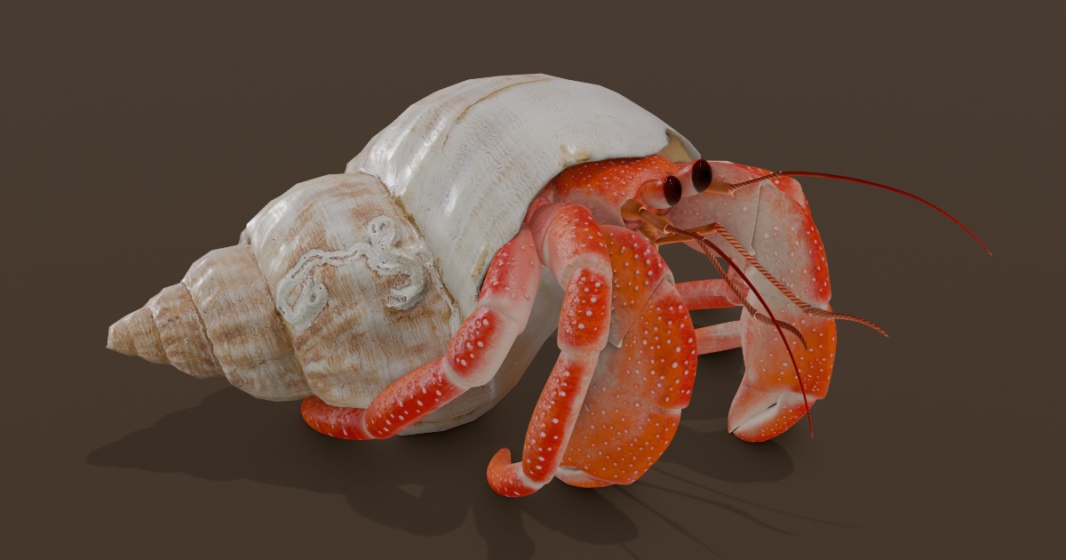 Animated Hermit Crab | 3D 动物 | Unity Asset Store