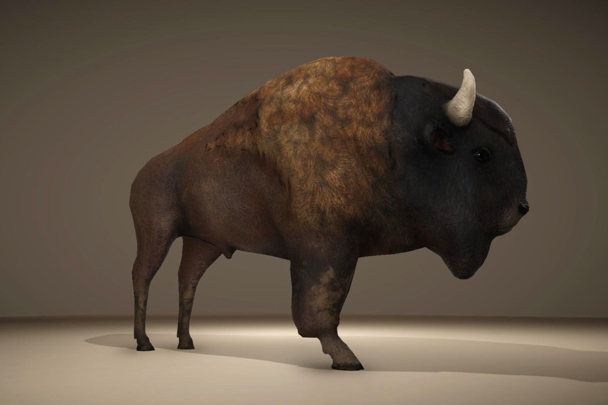PIDI - Realistic 3D : American Bison | Characters | Unity Asset Store