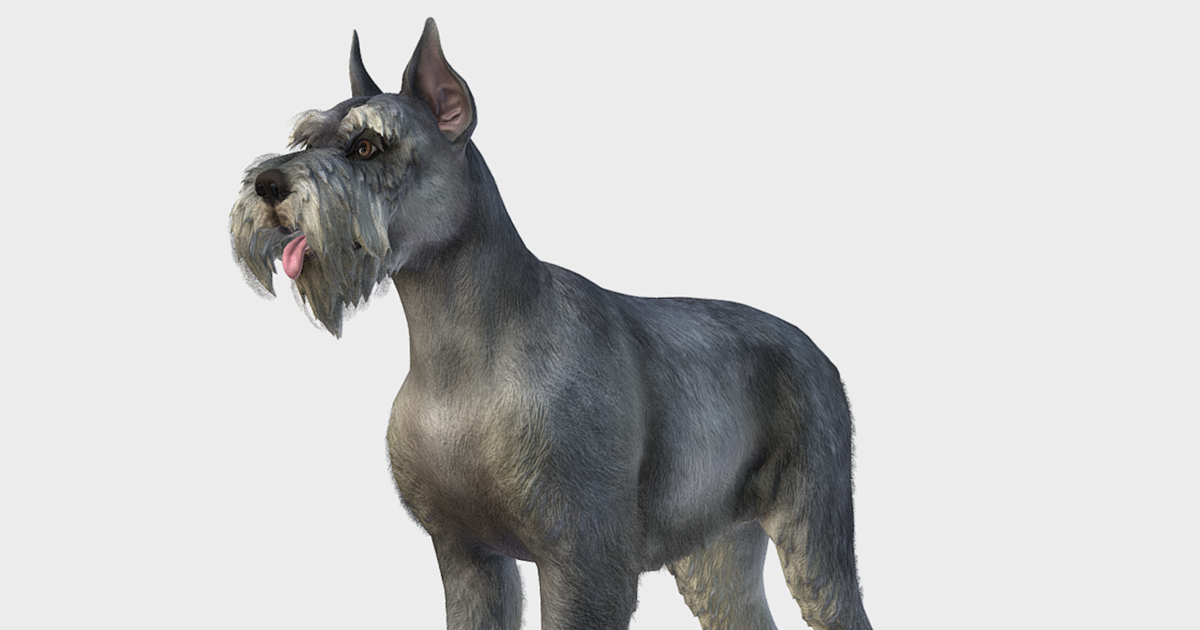 Dog - Schnauzer | Characters | Unity Asset Store
