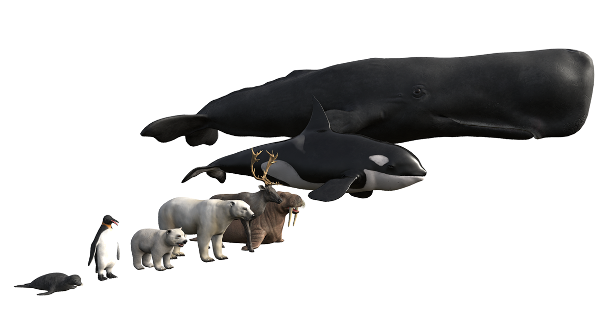 Arctic Animal Pack | 3D Animals | Unity Asset Store