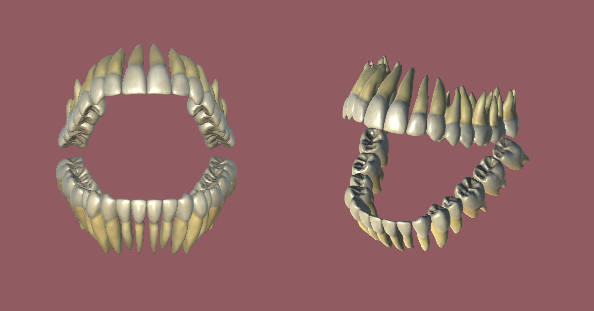 Teeth | 3D Characters | Unity Asset Store