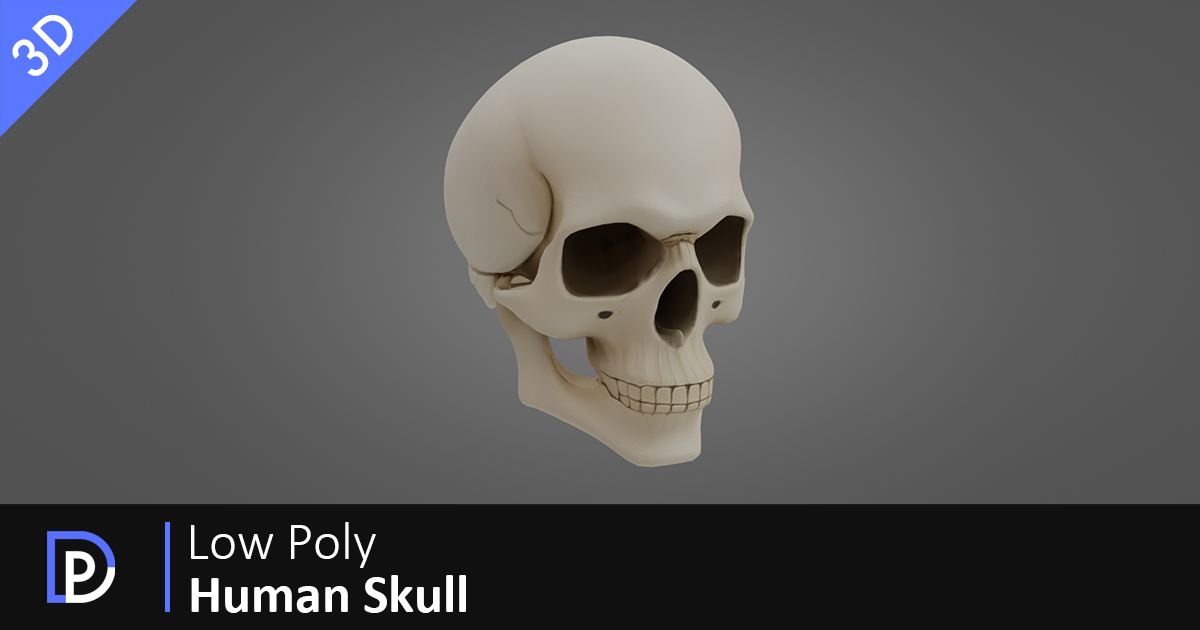 Human Skull (Low Poly) | 3D Props | Unity Asset Store