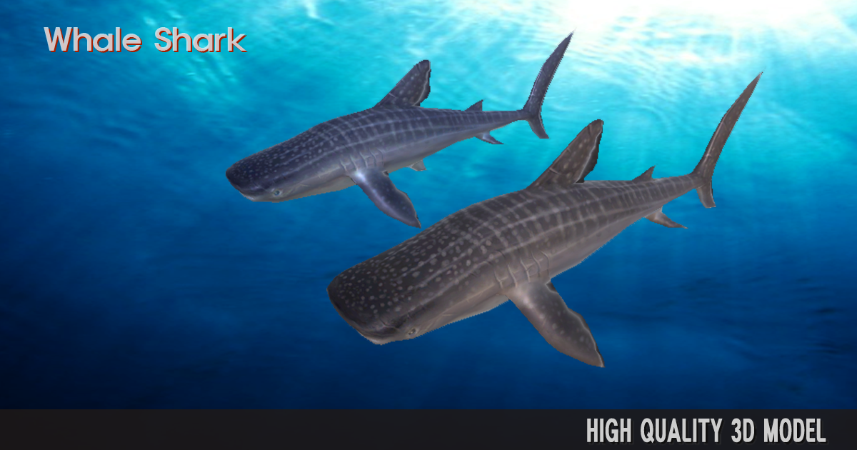 3D Whale Shark | Characters | Unity Asset Store