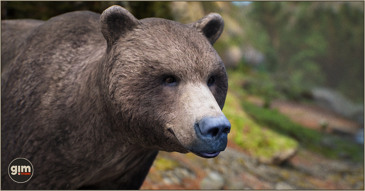 Animalia - Brown Bear (male) | 3D Animals | Unity Asset Store