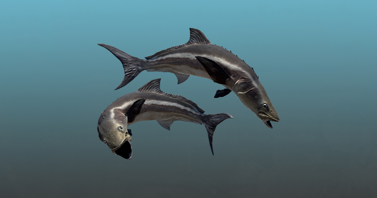 Animal Fish Cobia (Short Version) | Characters | Unity Asset Store