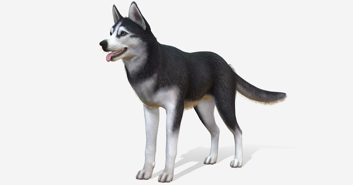 Dog - Husky | Characters | Unity Asset Store