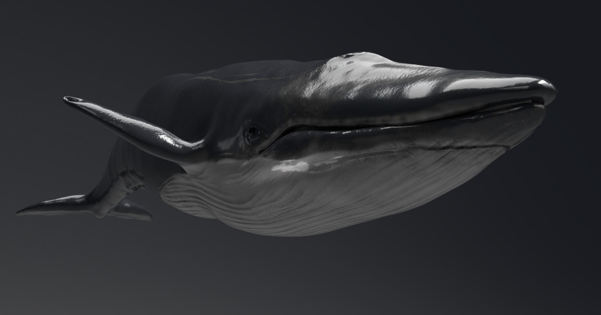 Bule Whale Model | 3D 동물 | Unity Asset Store