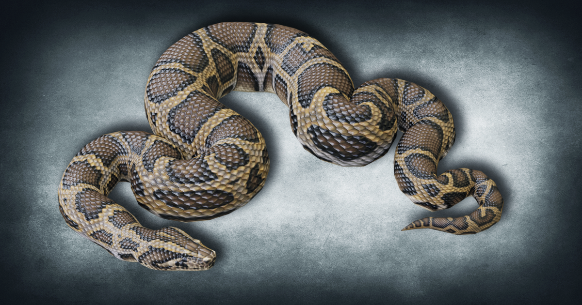 Animated Burmese Python PBR | Characters | Unity Asset Store