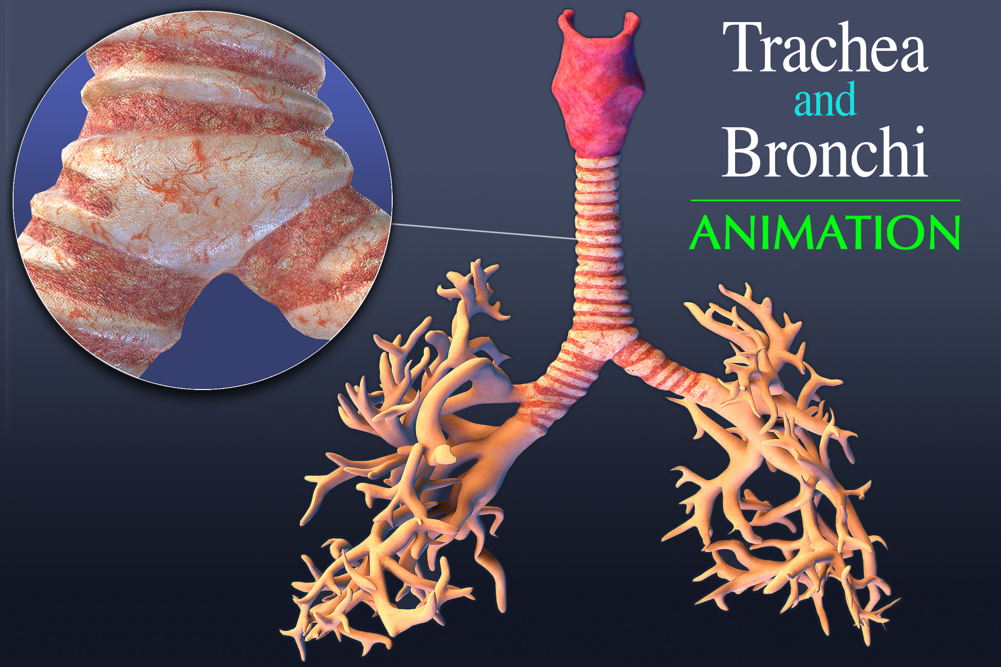 Trachea and Bronchi | 3D Characters | Unity Asset Store