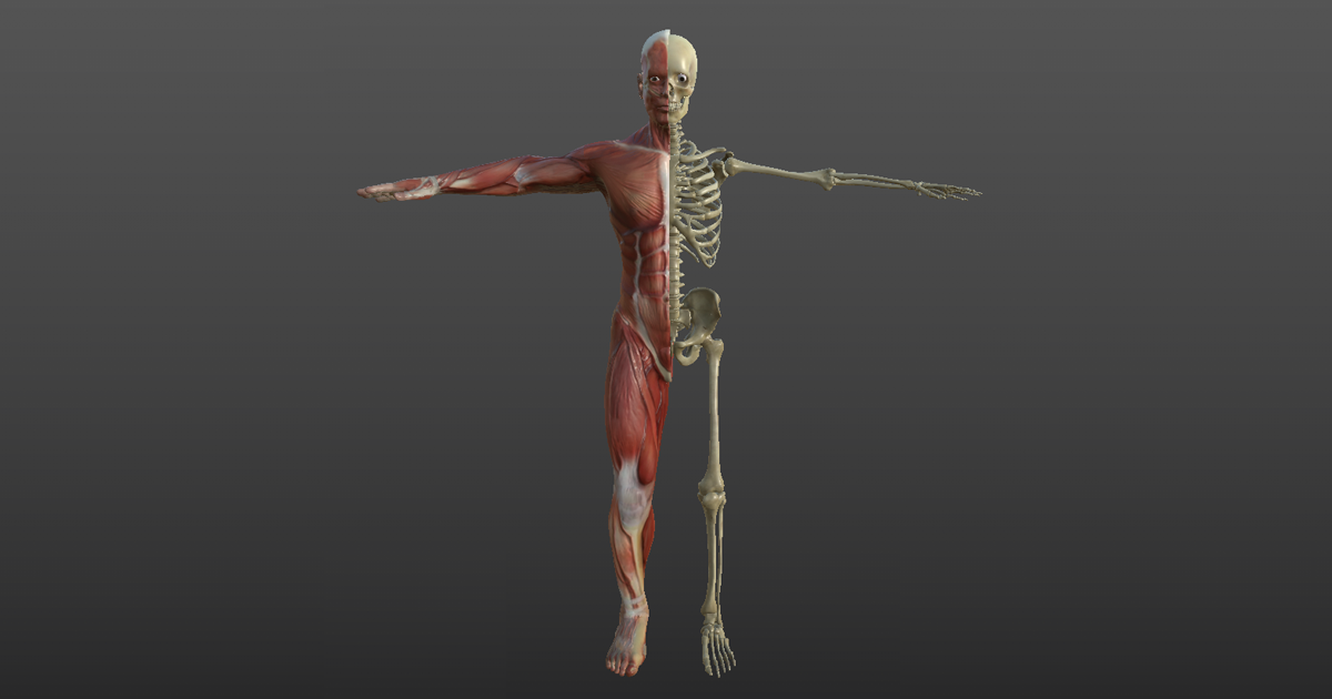 Human Muscular System | Characters | Unity Asset Store