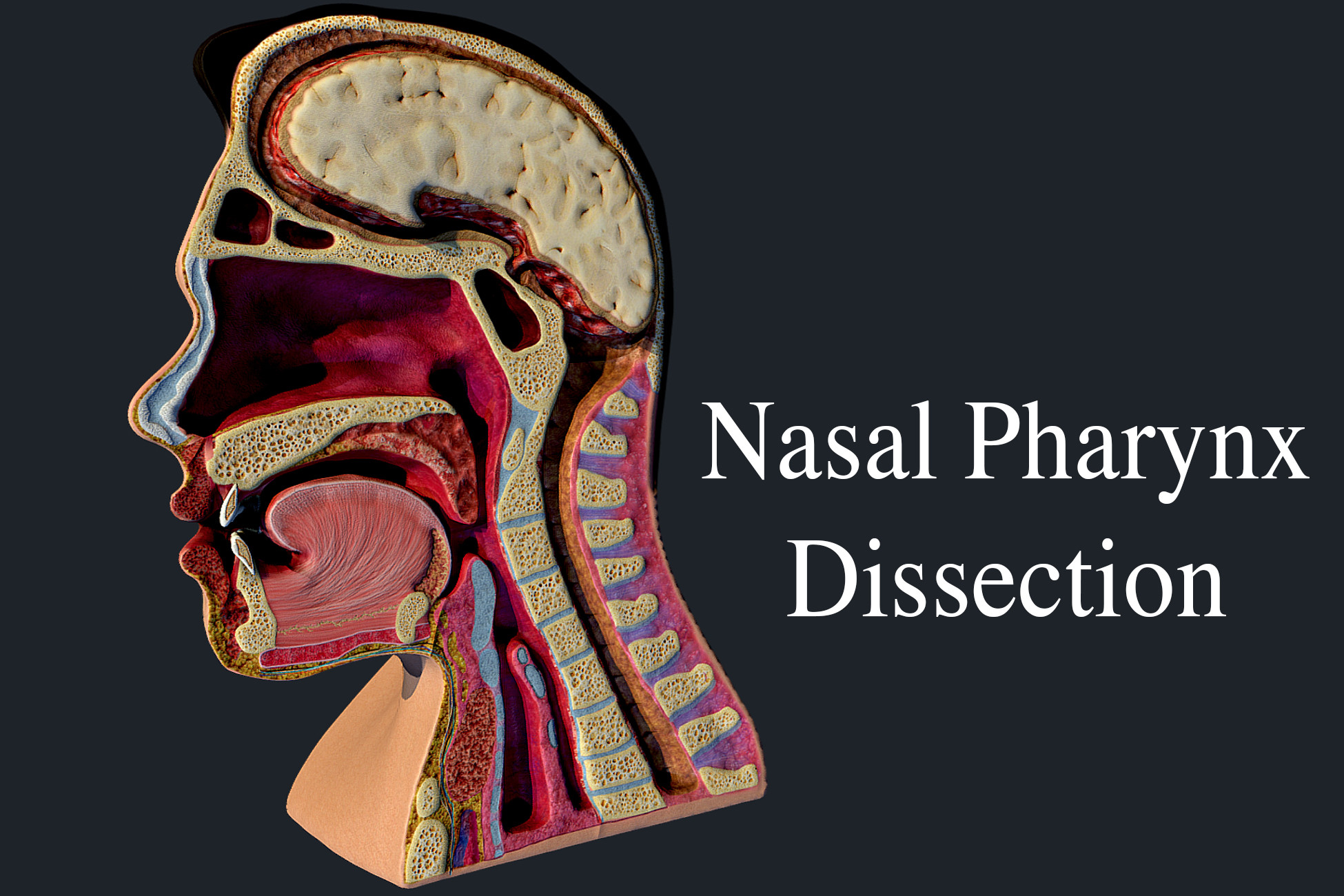 Nasal Pharynx Dissection (head) by JULIA MARILYN HERNANDEZ DE BARRIENTOS