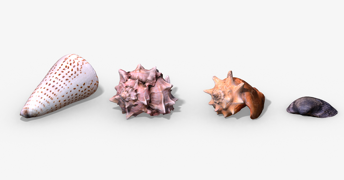 Seashells Collection - Photoscanned PBR | 3D Vegetation | Unity Asset Store