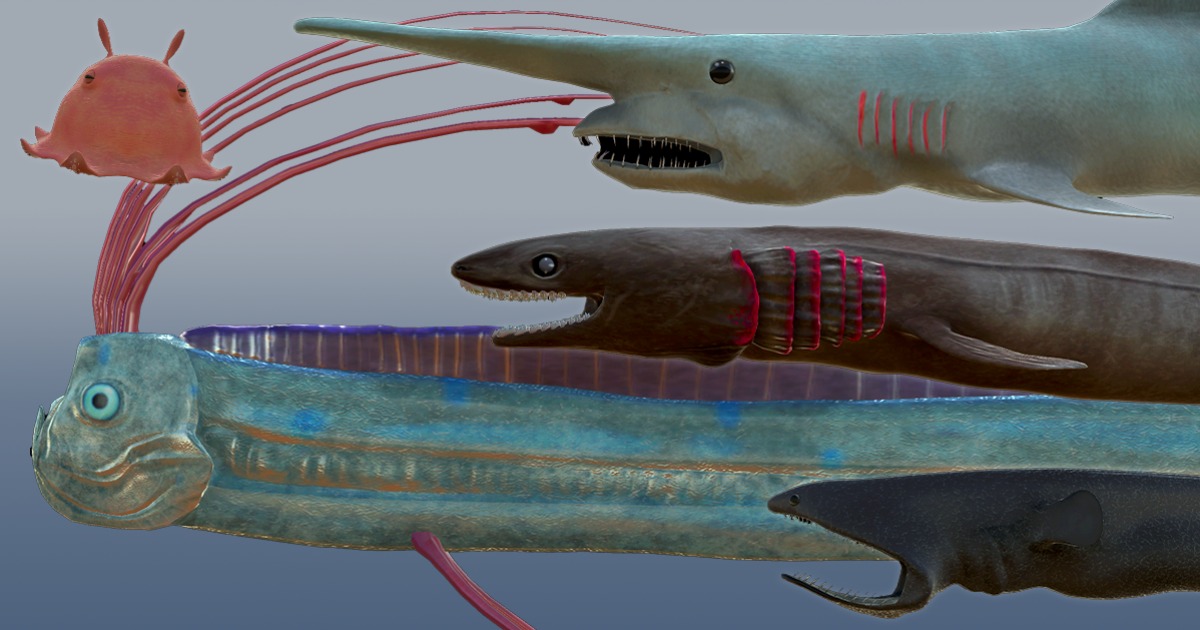 Deep Sea Life : Bundle 02 | Characters | Unity Asset Store