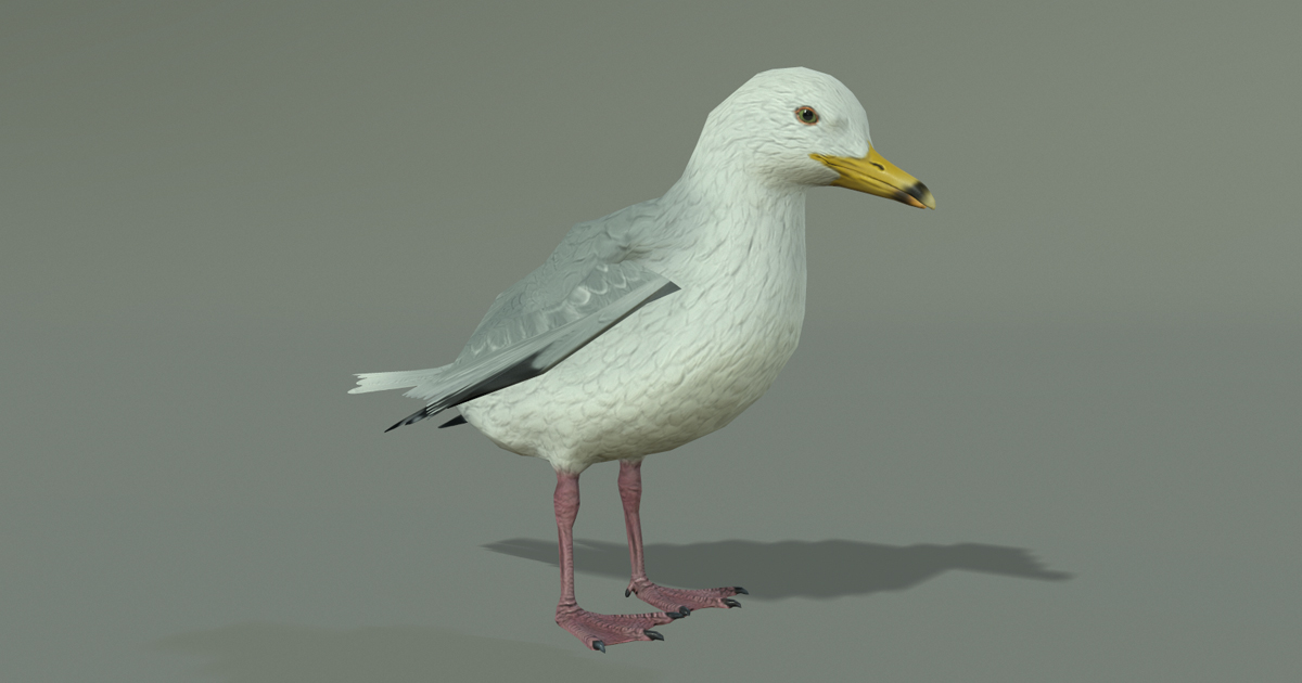 SEAGULL | Characters | Unity Asset Store
