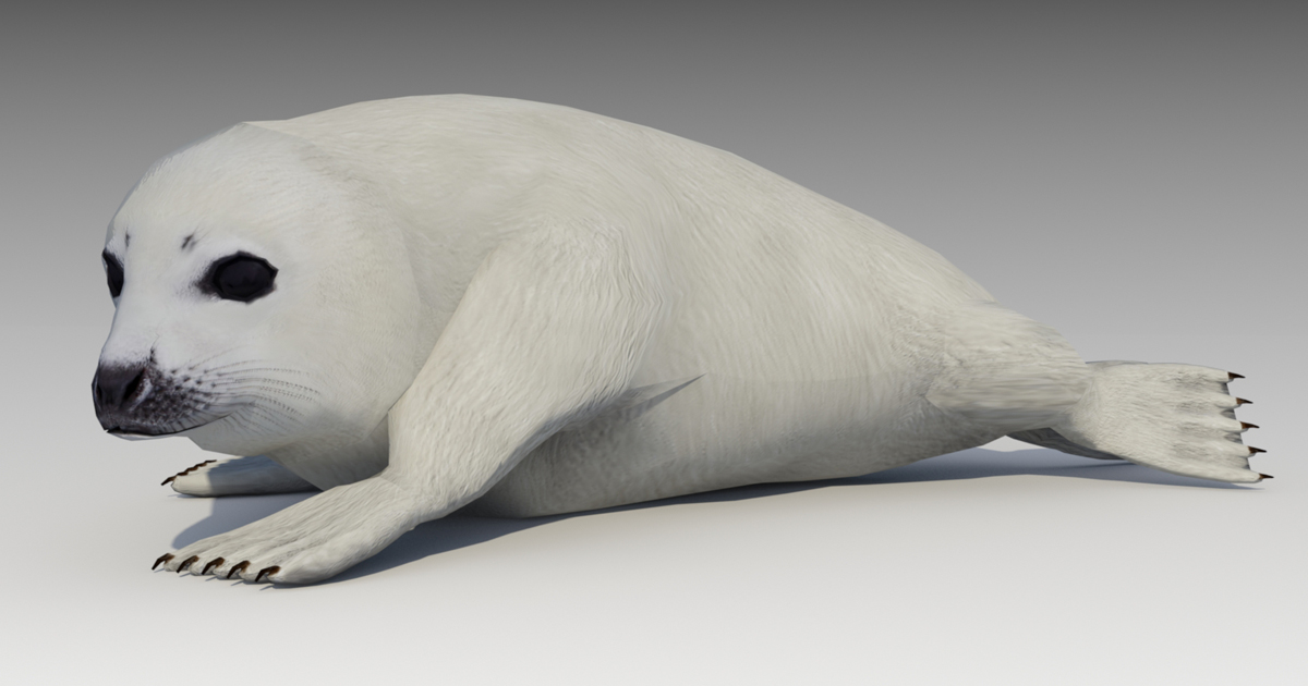 Seal cub | Characters | Unity Asset Store