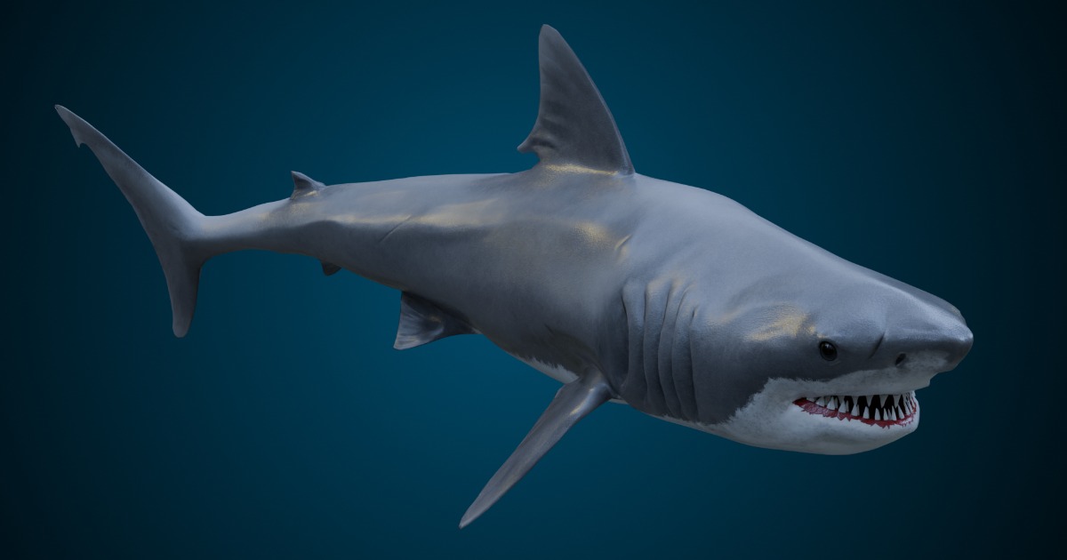 Animated Shark (03) | Characters | Unity Asset Store