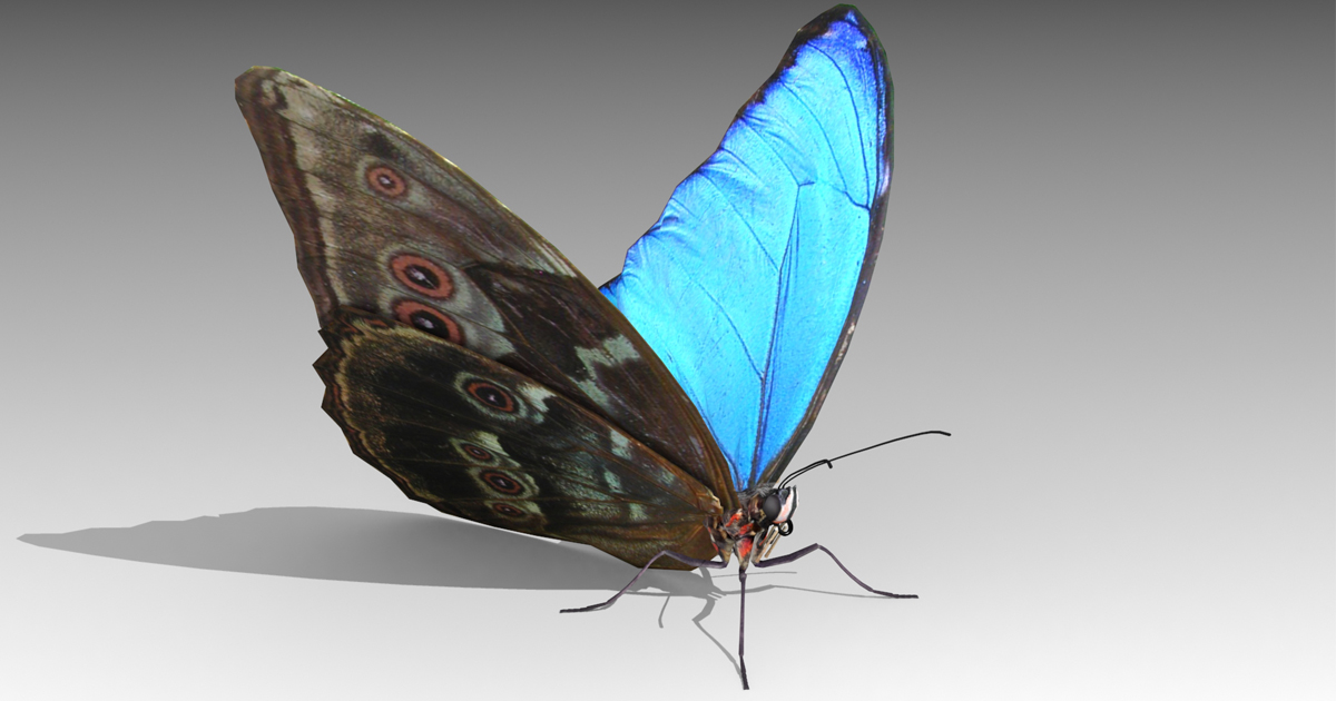 Blue Morpho Butterfly | Characters | Unity Asset Store