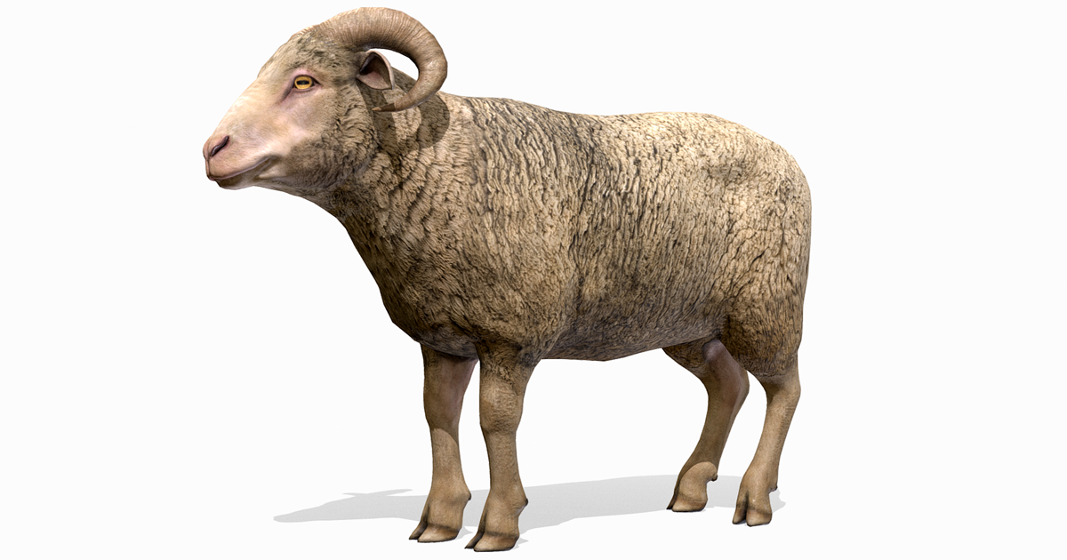 Ram | Characters | Unity Asset Store