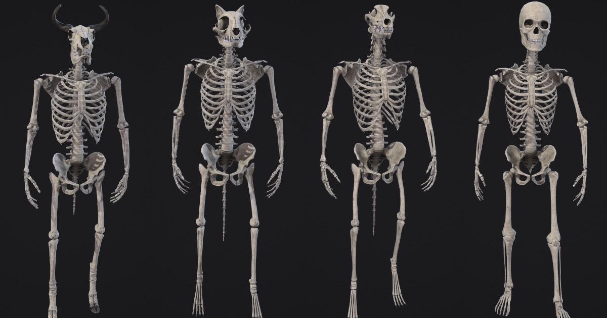 Anthropomorphic Skeletons Pack | 3D Characters | Unity Asset Store