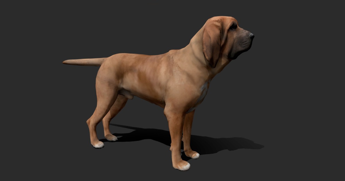 Bloodhound Dog 3D Model | 캐릭터 | Unity Asset Store