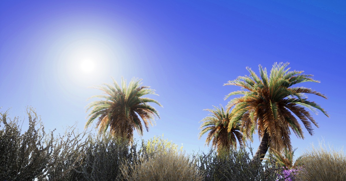 Desert Vegetation biome | 3D Environments | Unity Asset Store