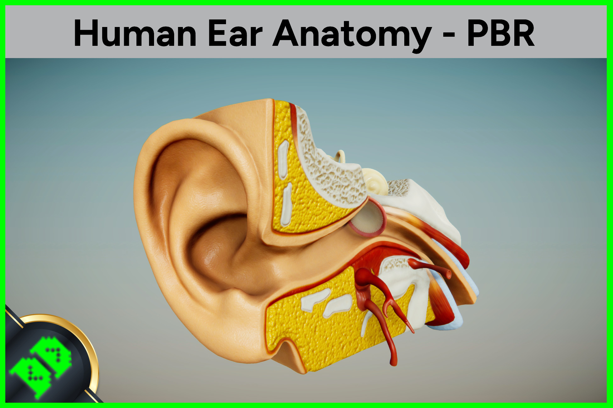 Human Ear Anatomy - PBR | 3D 휴머노이드 | Unity Asset Store