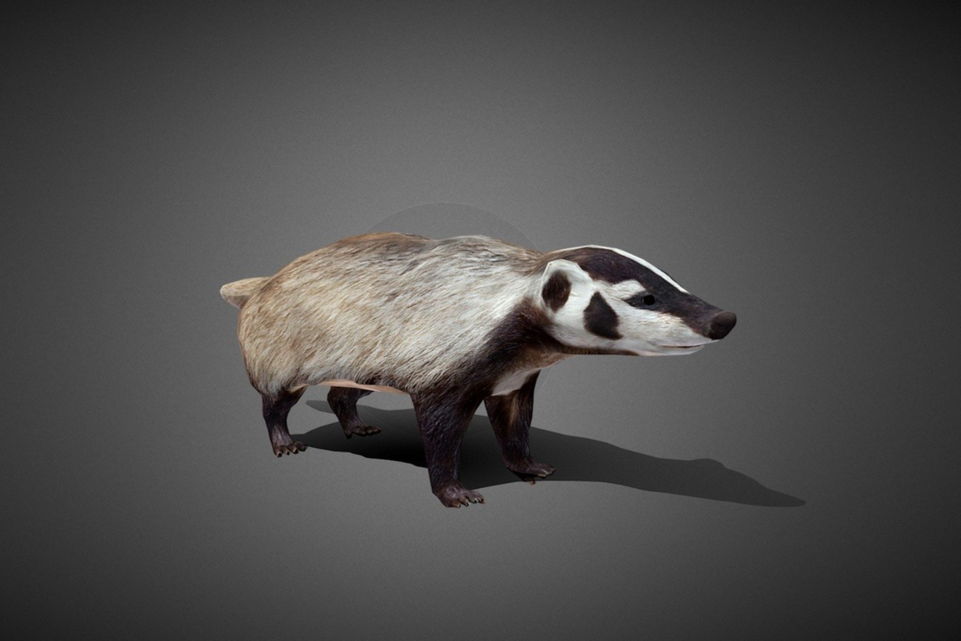 Badger 3D Model by WINDIE Games