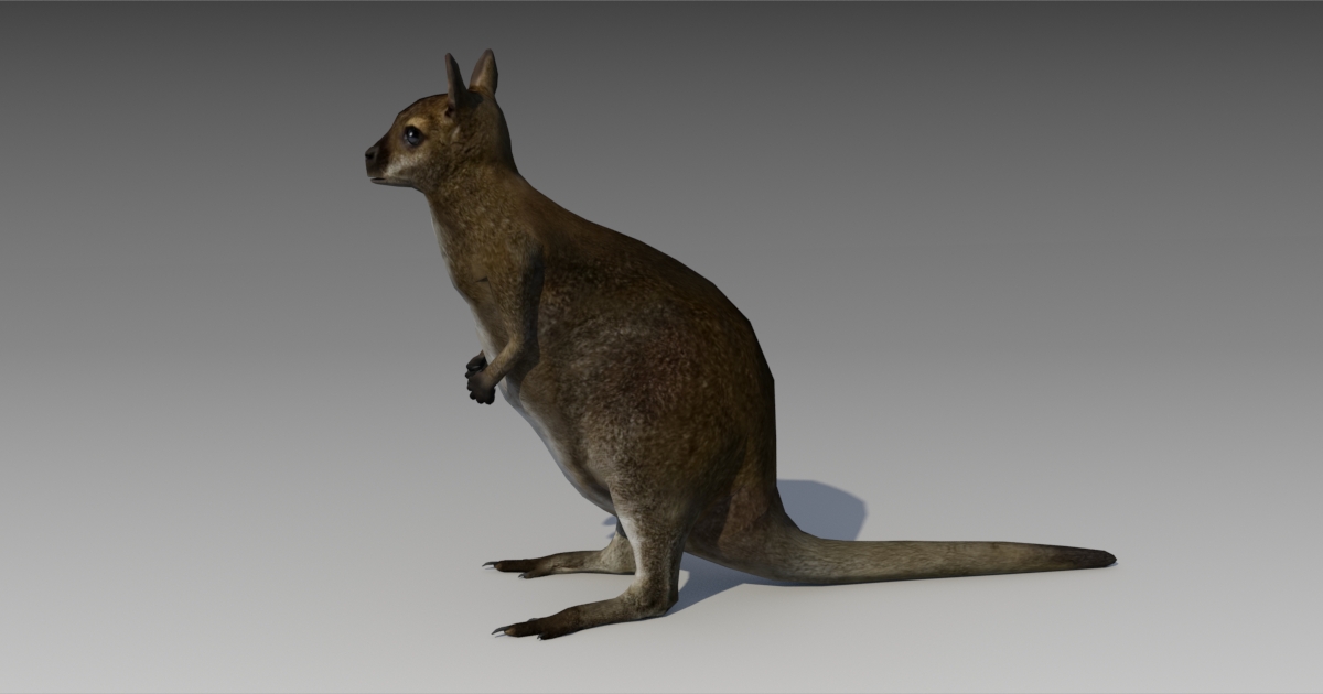 Wallaby | Characters | Unity Asset Store