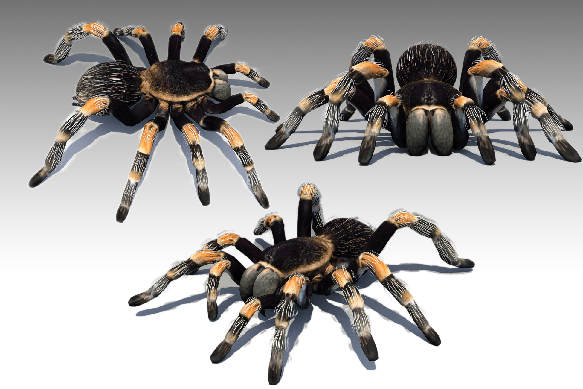 Tarantula Animated | Characters | Unity Asset Store