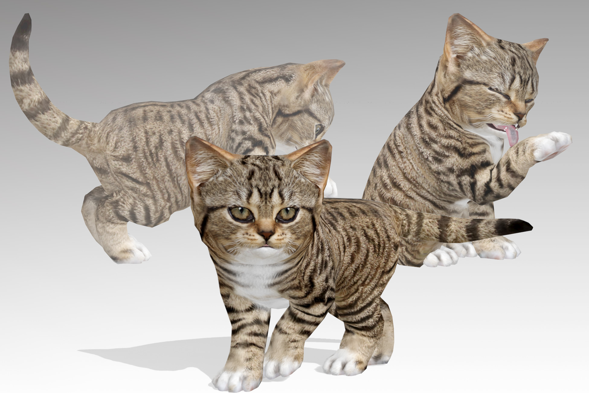 Kitten | Characters | Unity Asset Store