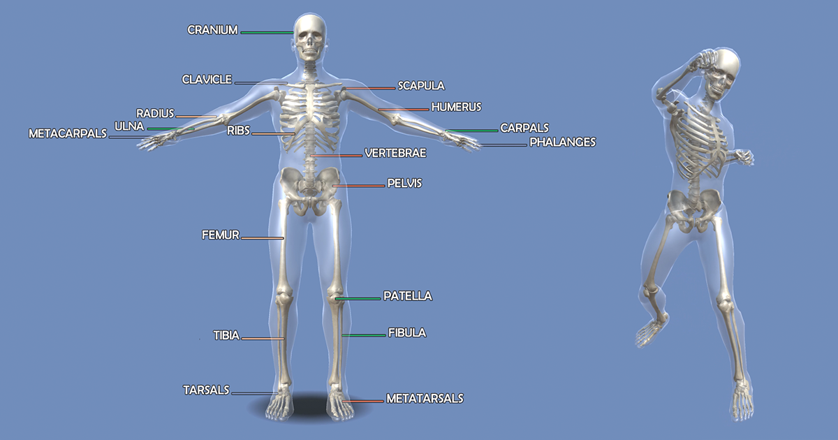 Animated Skeletal System RIG AR VR | 3D Characters | Unity Asset Store