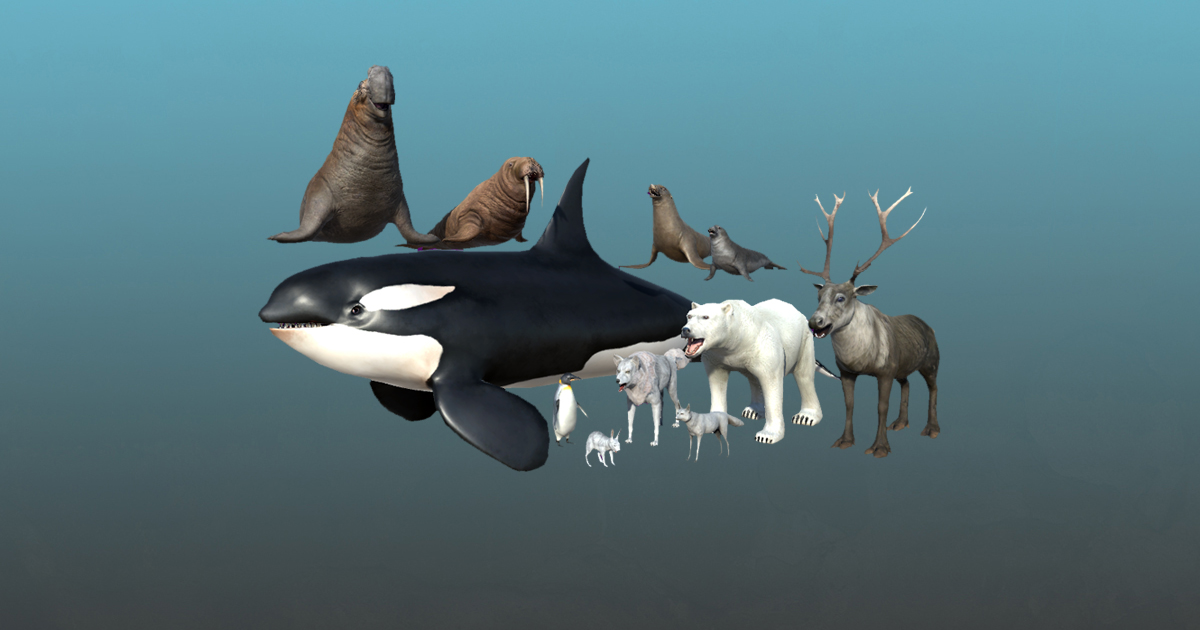 Arctic Animals Pack | 3D Characters | Unity Asset Store