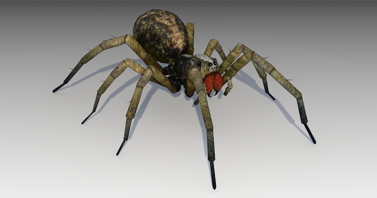 Wolf Spider Animated | キャラクター | Unity Asset Store