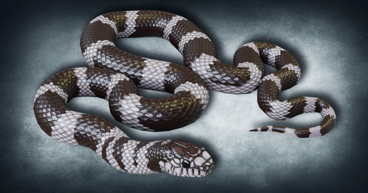 Animated California King Snake PBR | Characters | Unity Asset Store