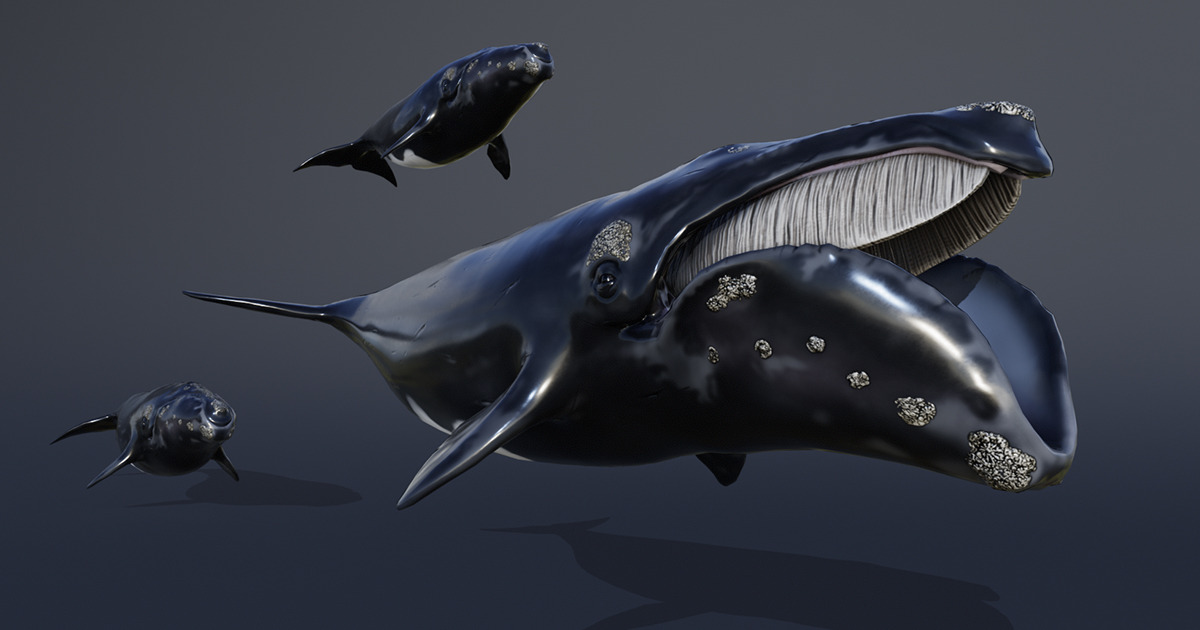 OCEAN LIFE: RIGHT WHALE | 3D Animals | Unity Asset Store