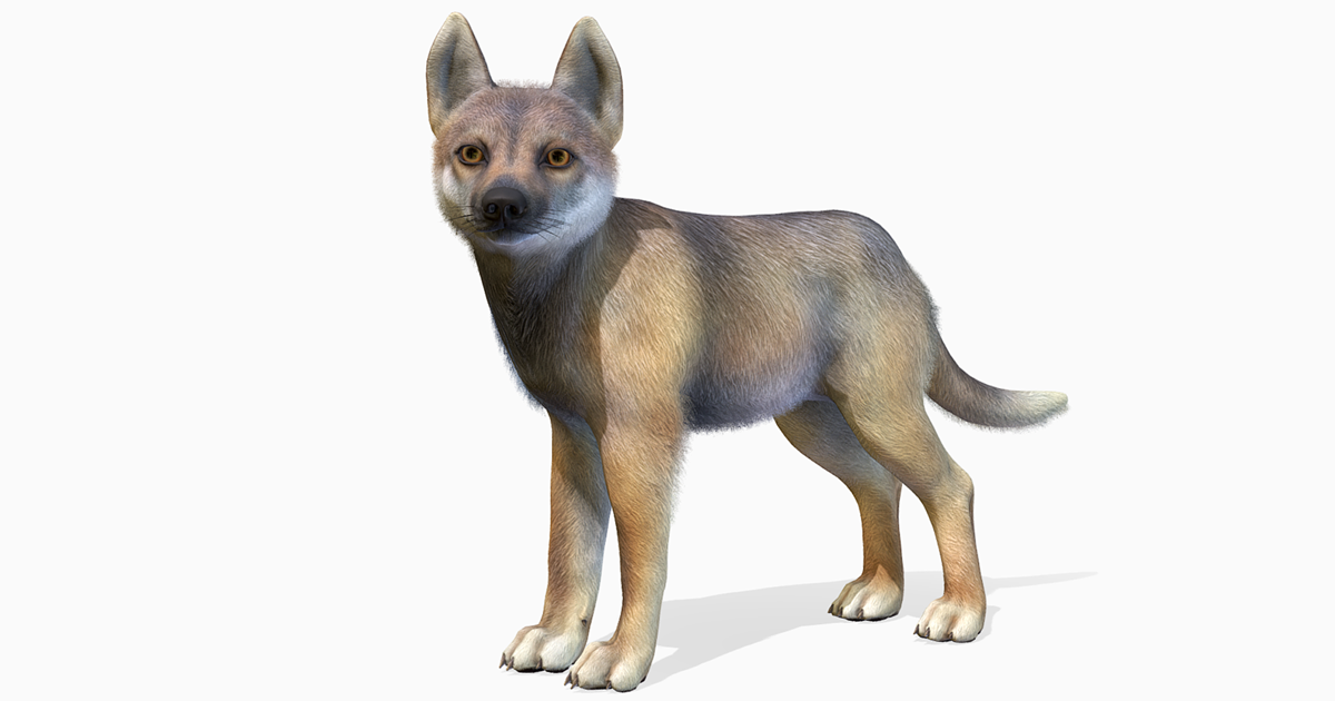 Wolf - Cub | Characters | Unity Asset Store