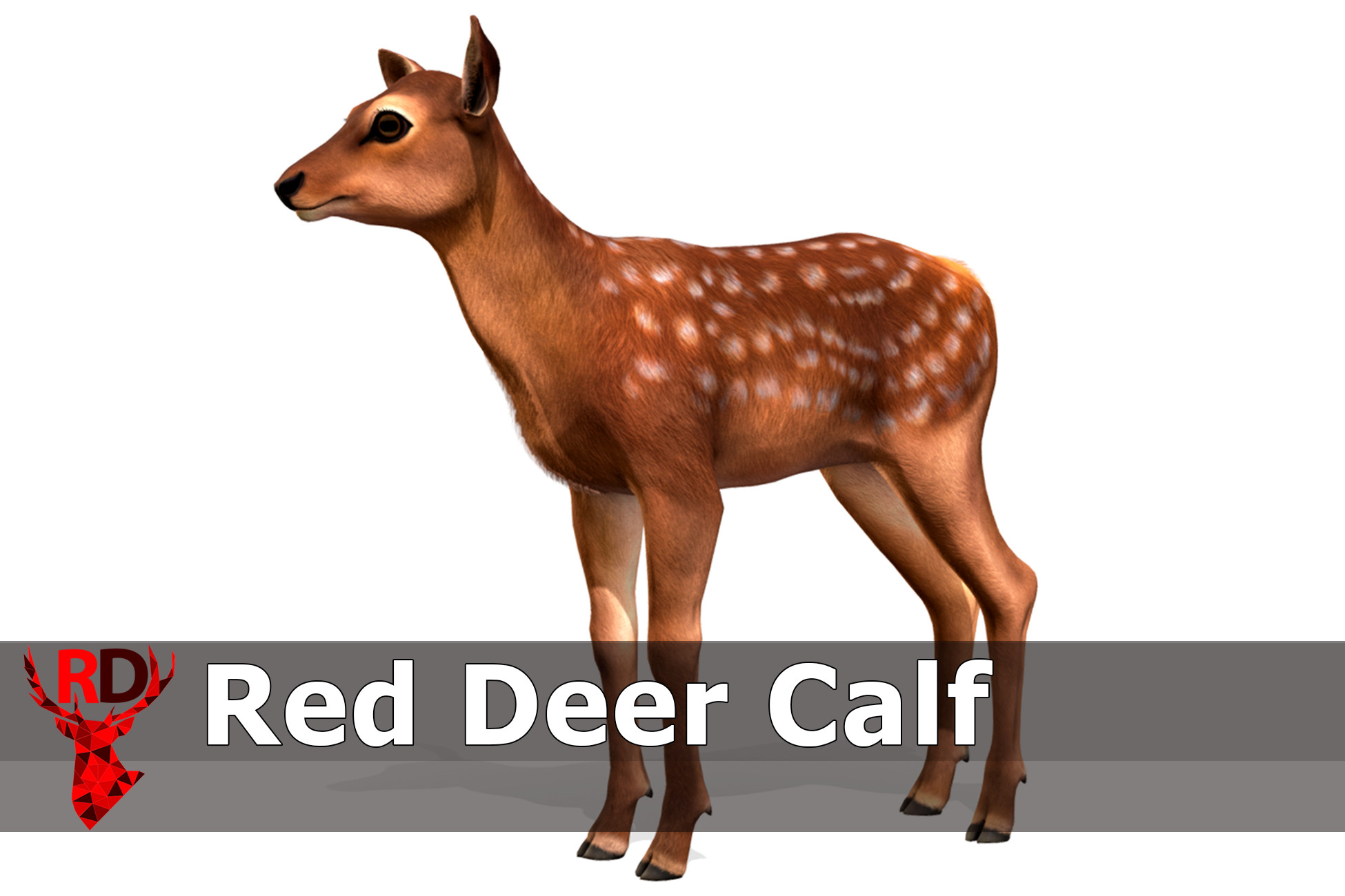 Red Deer Calf | 3D Animals | Unity Asset Store