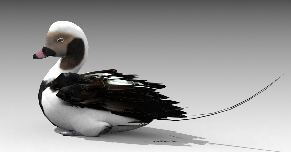 Long-tailed Duck | Characters | Unity Asset Store