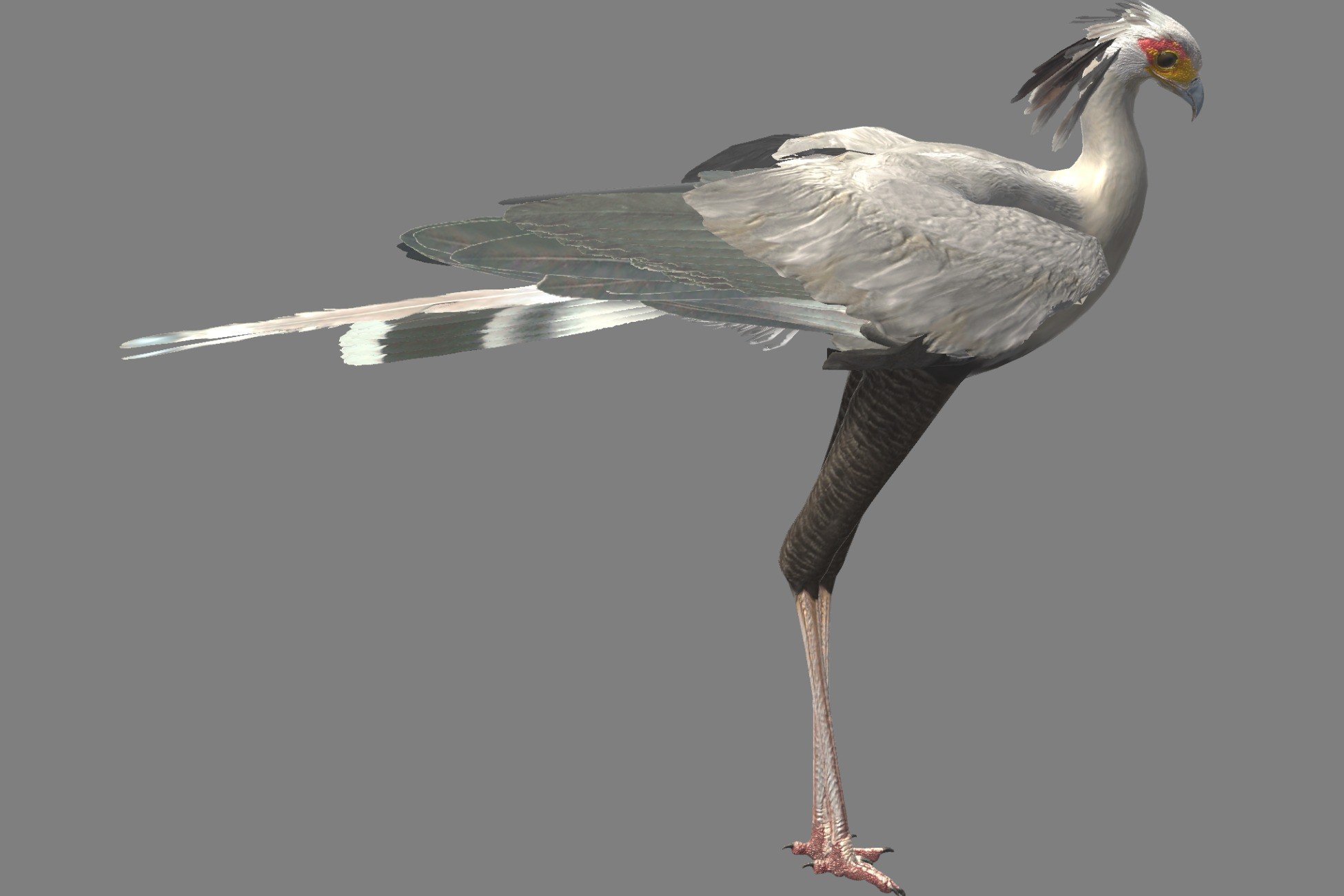 Secretarybird | Characters | Unity Asset Store