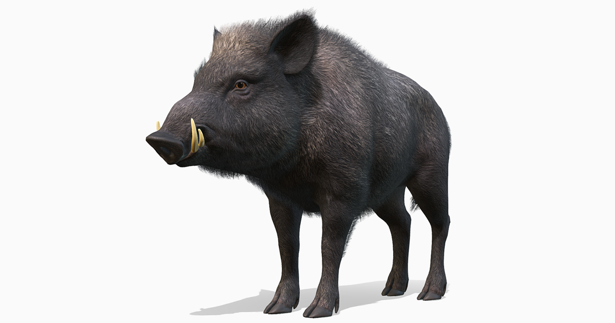 Wild Boar - Male | 캐릭터 | Unity Asset Store