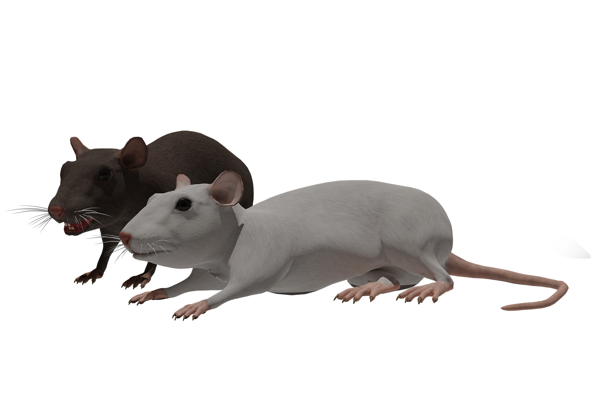 Rat | Characters | Unity Asset Store