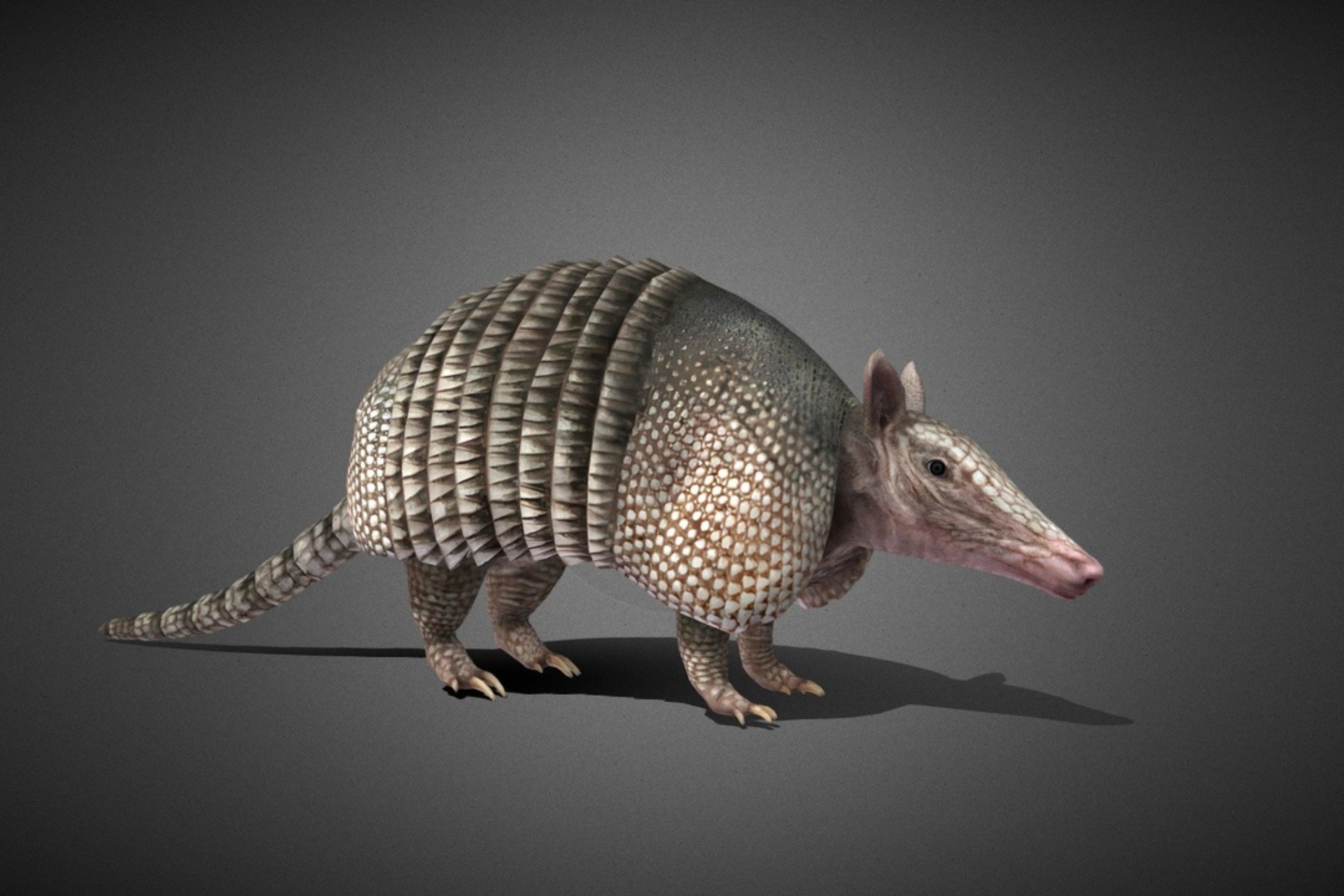 Armadillo 3D Model by WINDIE Games