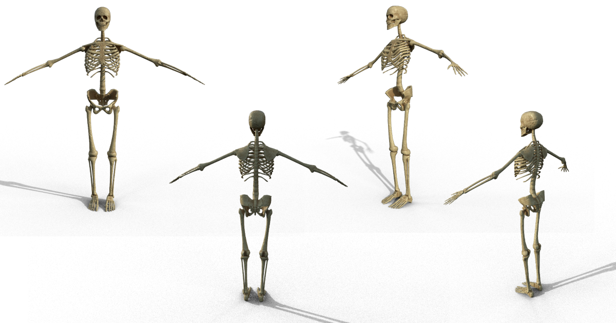 Rigged Skeleton | 3D Creatures | Unity Asset Store